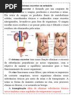 Ficha de Trabalho: Sistema Excretor | PDF