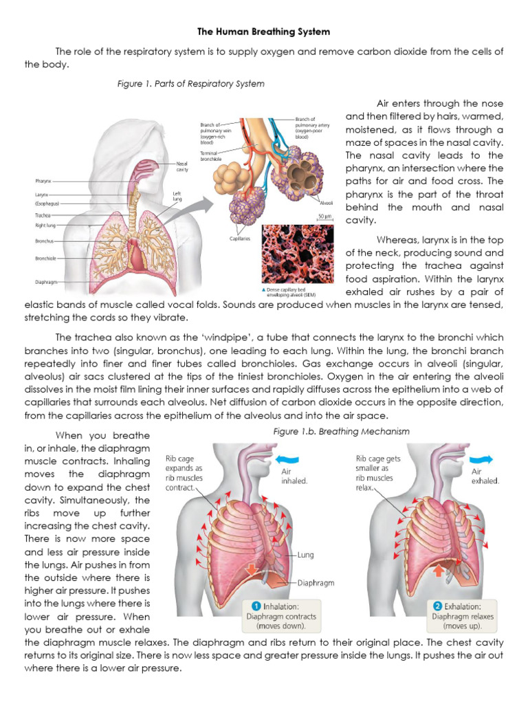 The Human Breathing System | PDF | Respiratory System | Respiratory Tract