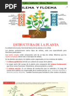 Tejido Conductor Vegetal | PDF | Fisiología de las plantas | Botánica