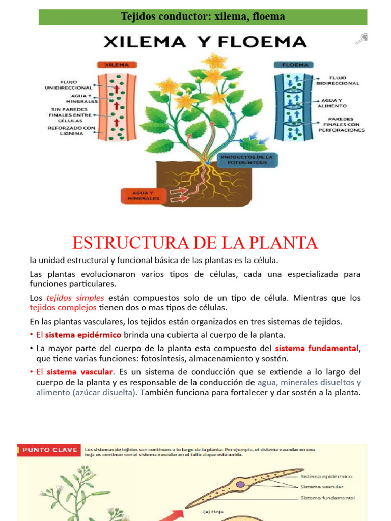 Clase 4 Xilema y Floema.2022-2 | PDF | Organismos | Ramas de la botánica