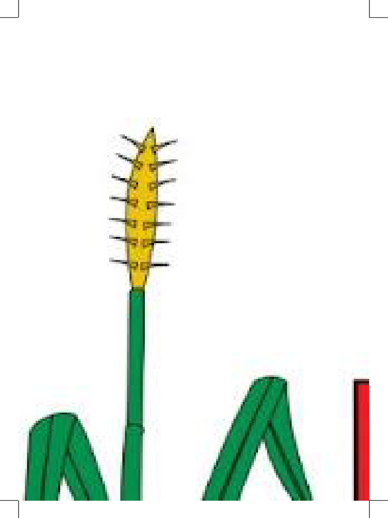 Rasterbation (3) | PDF