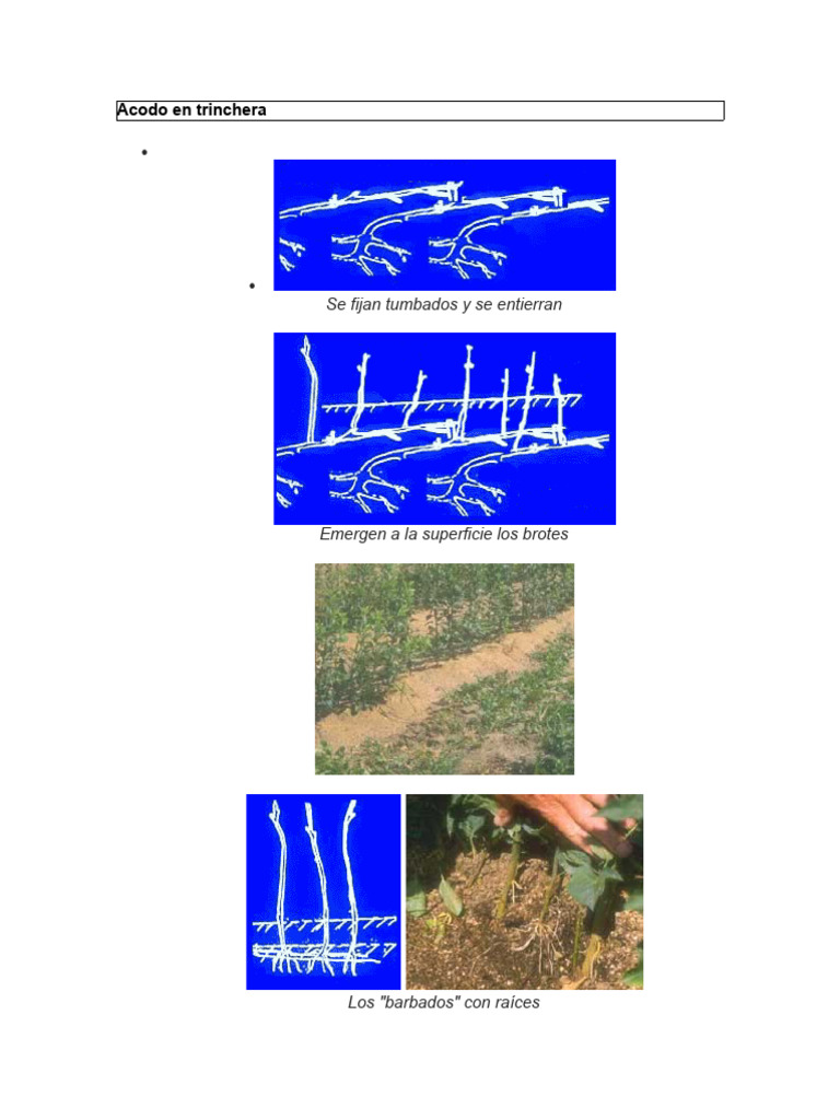 Acodo en trinchera | PDF | manzana | Arboles