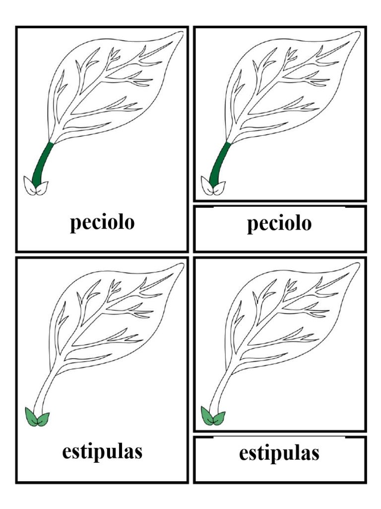 Nomenclaturas Montessori | PDF