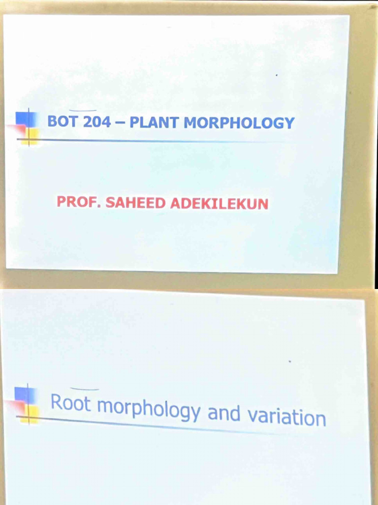 Root Morphology and Variation | PDF | Plants | Botany
