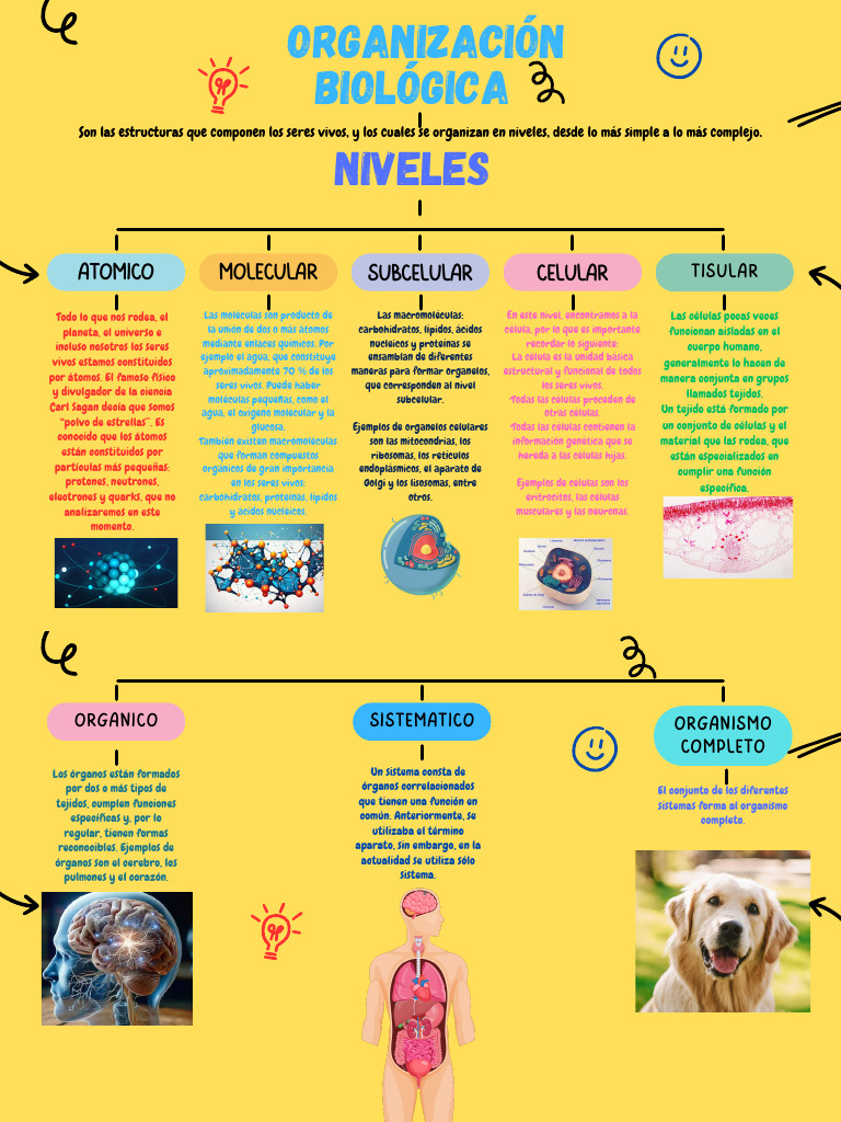 Mapa Conceptual Niveles de Organizacion Biologica | PDF | Organismos ...