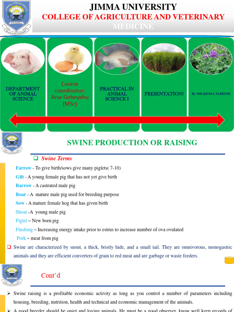 Swine Production and Management Guide | PDF | Alfalfa | Pig