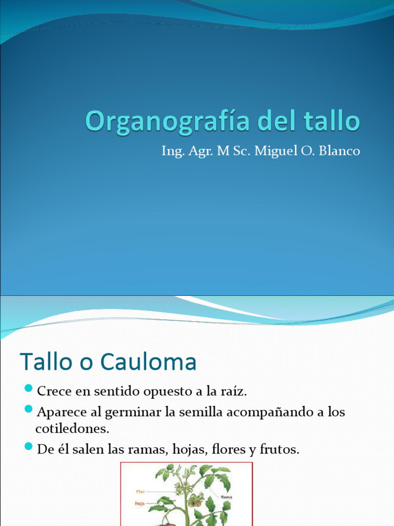 Organografía Del Tallo | PDF | Tallo de la planta | Raíz