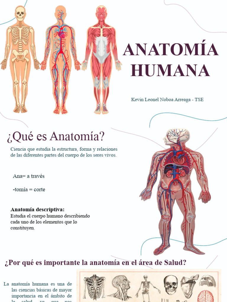 Anatomia Clase 2 Pdf Términos Anatómicos De Ubicación Cráneo