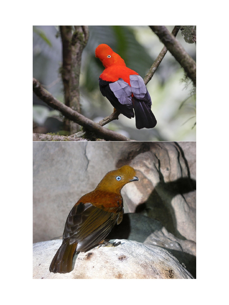 Gallito de Las Rocas | PDF | Aves | Ornitología