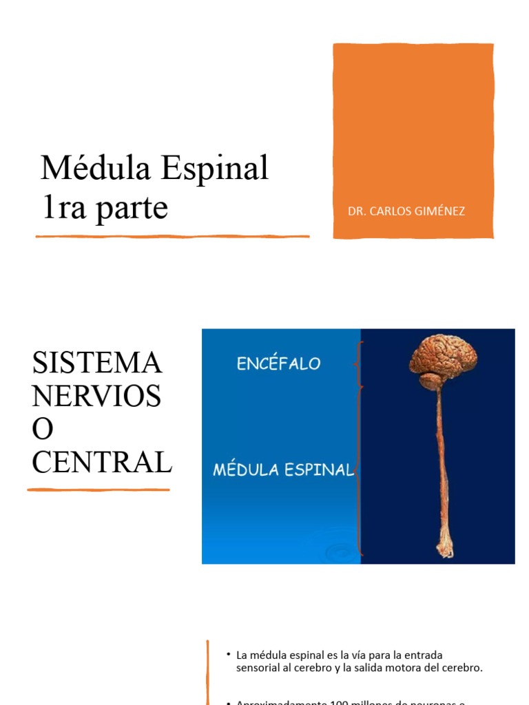 Medula Espinal 1 | PDF | Médula espinal | Neuroanatomía