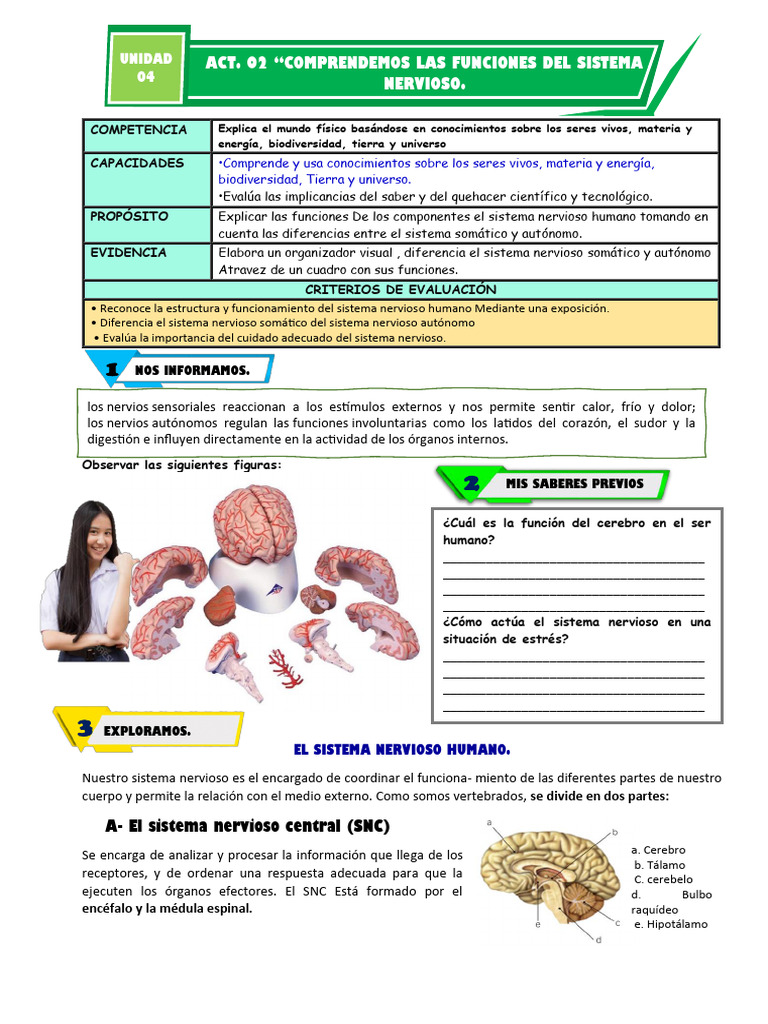 Act2 Unidad 4 CT Segundo 2024 | PDF | Sistema nervioso | Cerebro