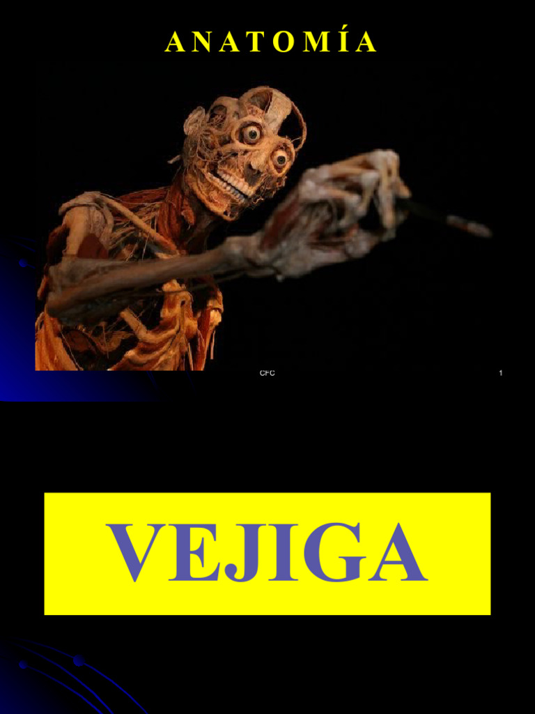 VEJIGA | PDF | Órgano (anatomía) | Anatomía