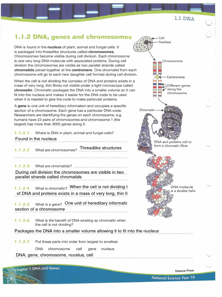 1.1.2 DNA, Genes and Chromosomes Form | PDF | Wellness