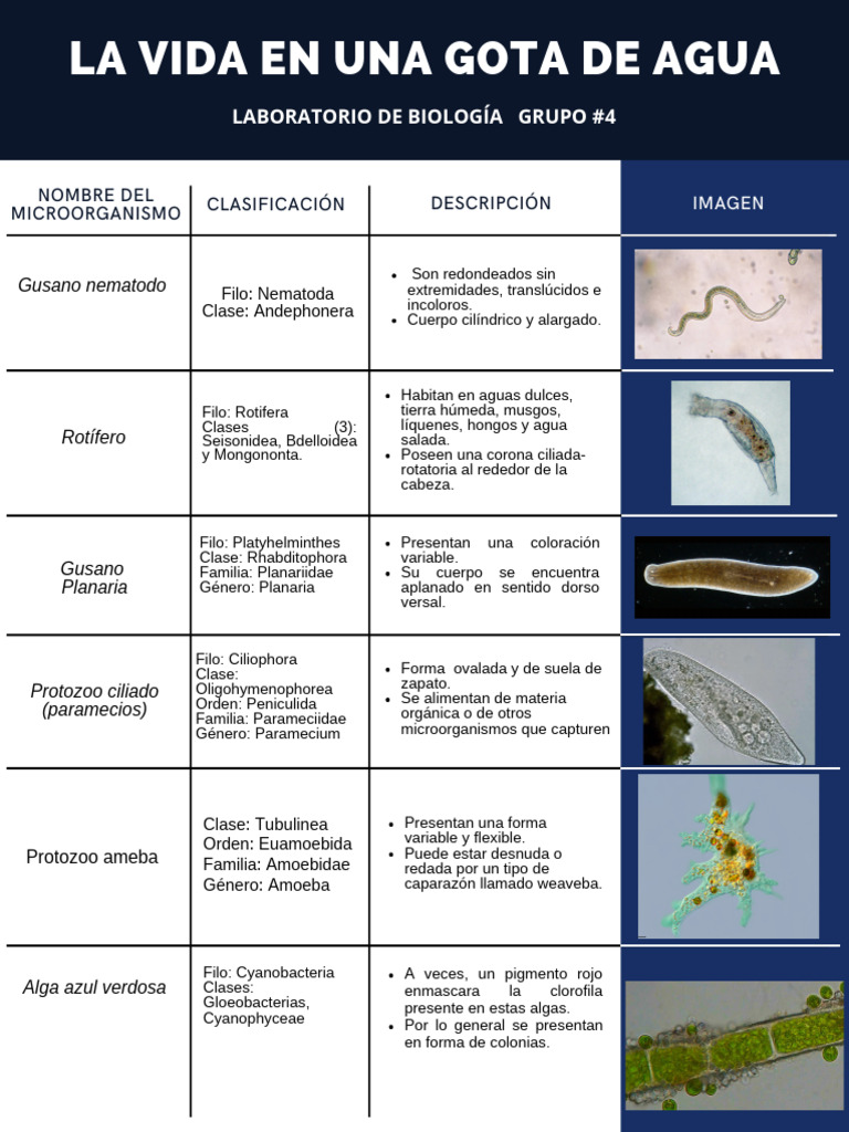 Guía de Lab | PDF | Algas | Cianobacterias