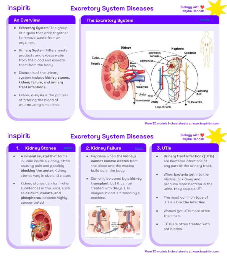 TL DR Excretory System Diseases | PDF | Urinary Tract Infection | Kidney