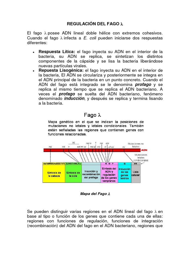 Lectura 6 Regulación Del Fago | PDF | Bacteriófago | Represor