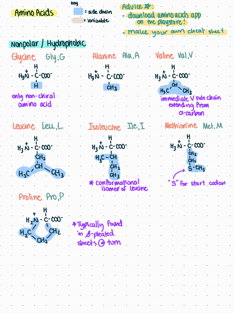 Amino Acids Cheat Sheet | PDF