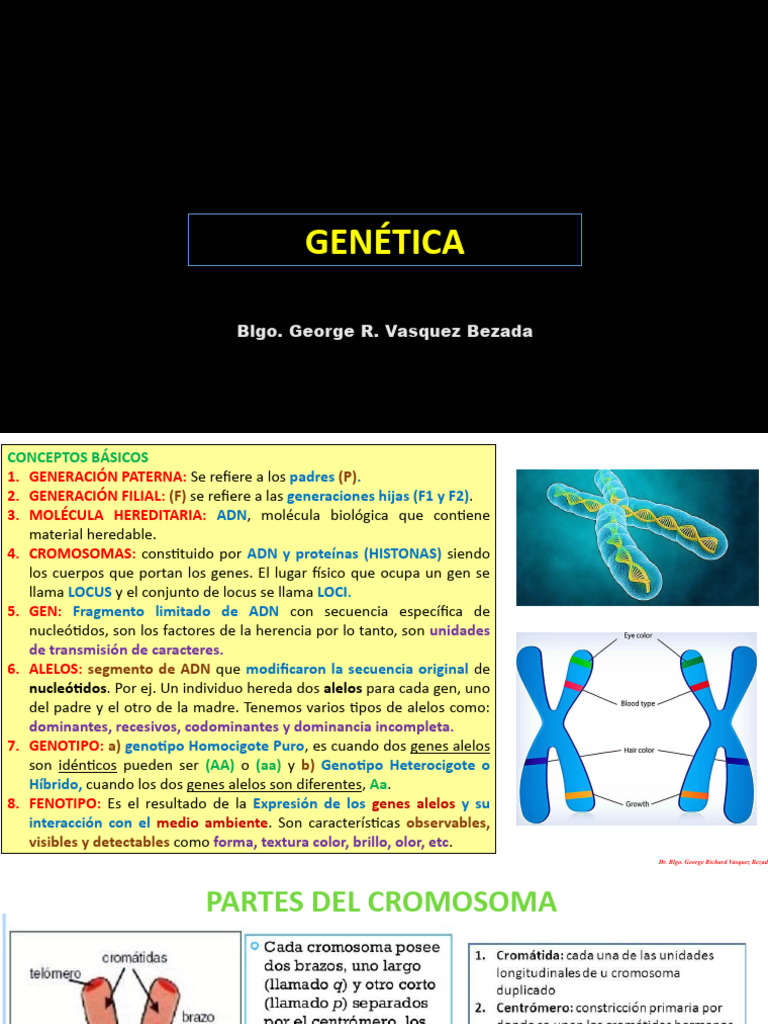 Genética Preu 2023 | PDF | Dominancia (Genética) | Alelo
