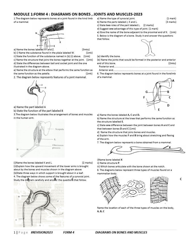 Bones, Joints and Muscles | PDF | Vertebra | Anatomical Terms Of Location