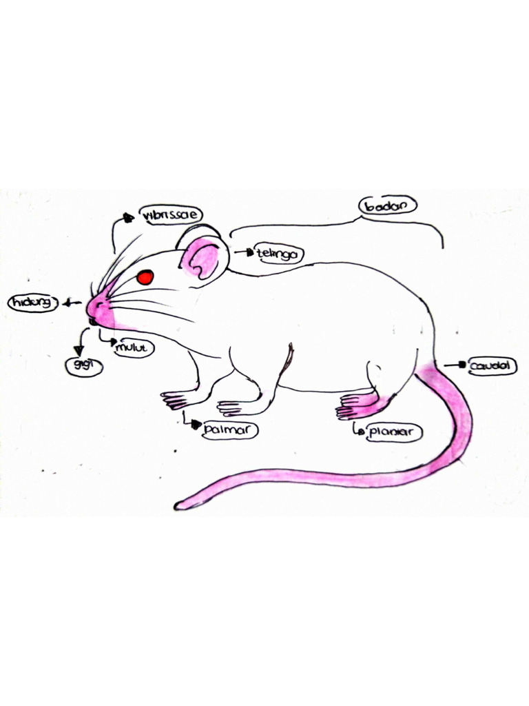Bagian Tubuh Mencit | PDF