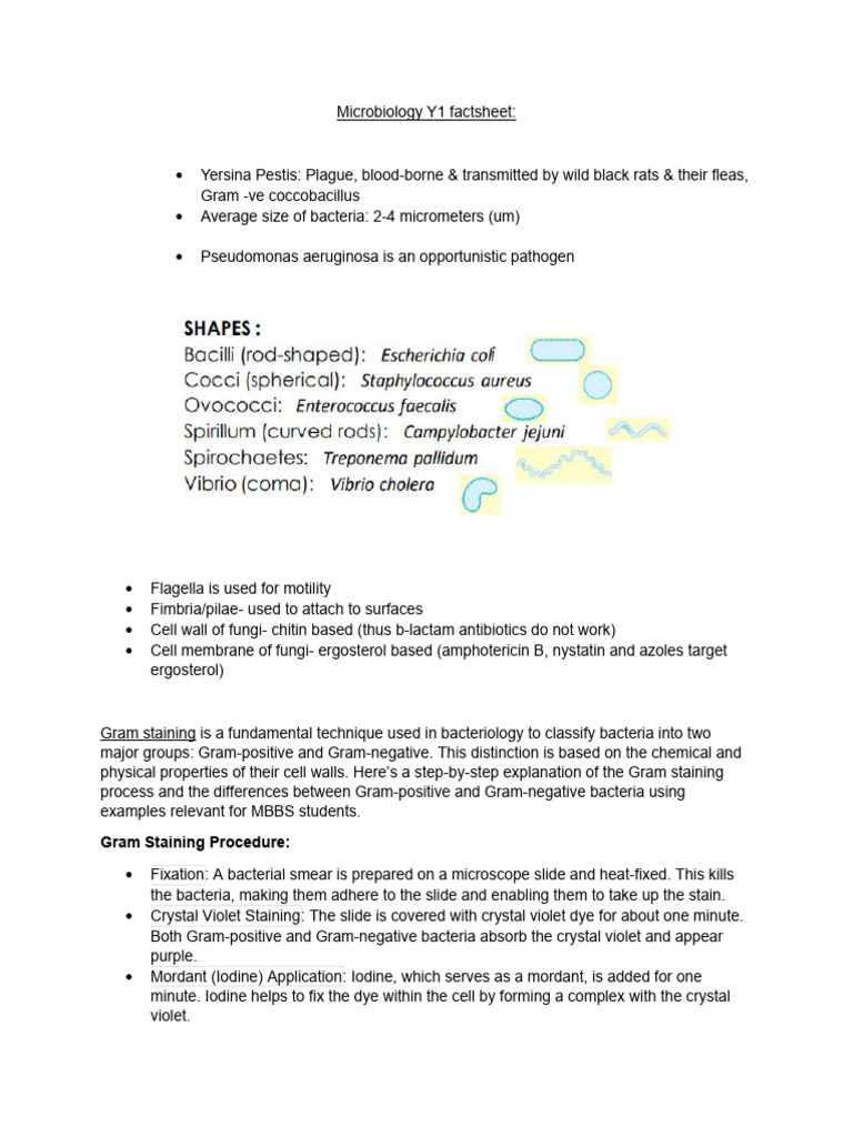 Microbiology Y1 Factsheet | PDF | Gram Positive Bacteria | Pneumonia