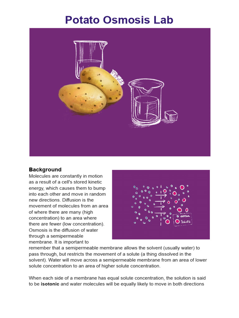 Potato Osmosis lab | PDF | Osmosis | Chemistry