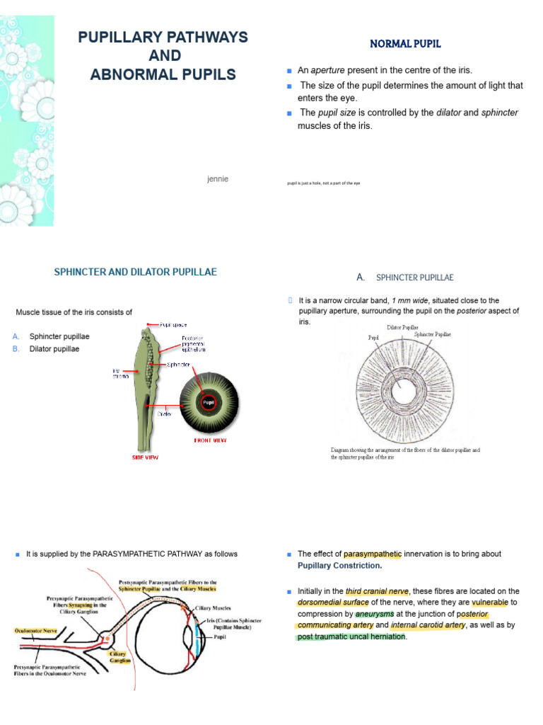 Pupillary Pathway Disorders | PDF | Ophthalmology | Eye