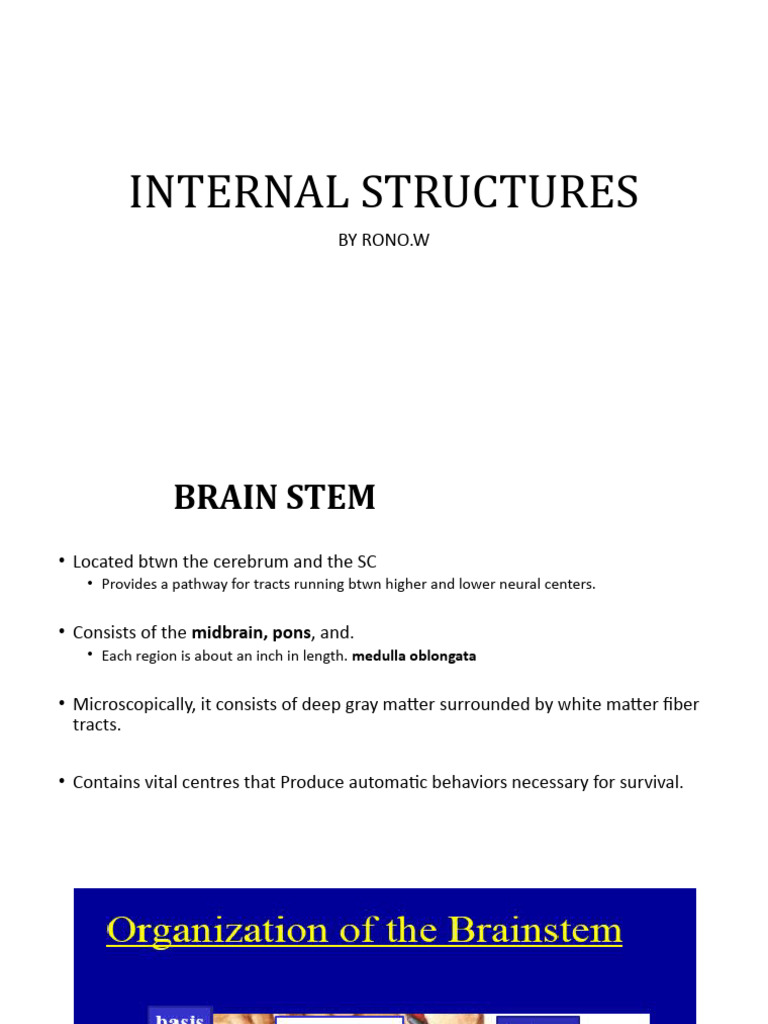 INTERNAL STRUCTURES of The Organ | PDF | Cerebellum | Brainstem