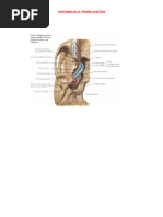 Anatomie du diaphragme stylien | PDF | Tête et cou chez l'humain ...