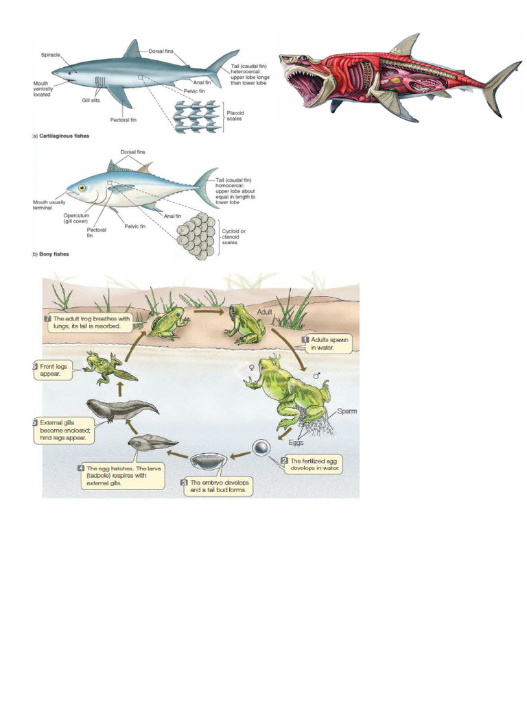 Chondrichthyes, Osteichthyes and Amphibia | PDF