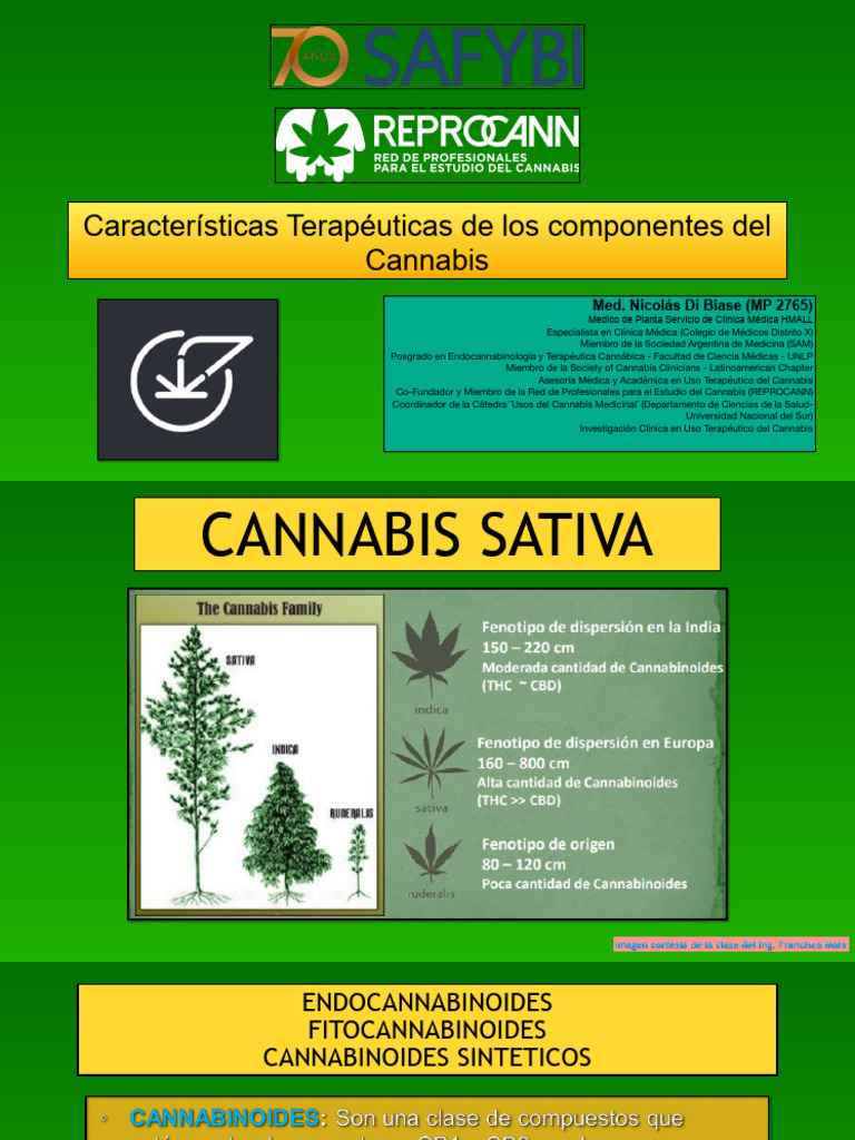 CLASE 2 Nicolas SAFYBI - Anabela Martínez | PDF | Cannabis (Droga) | Tetrahidrocannabinol
