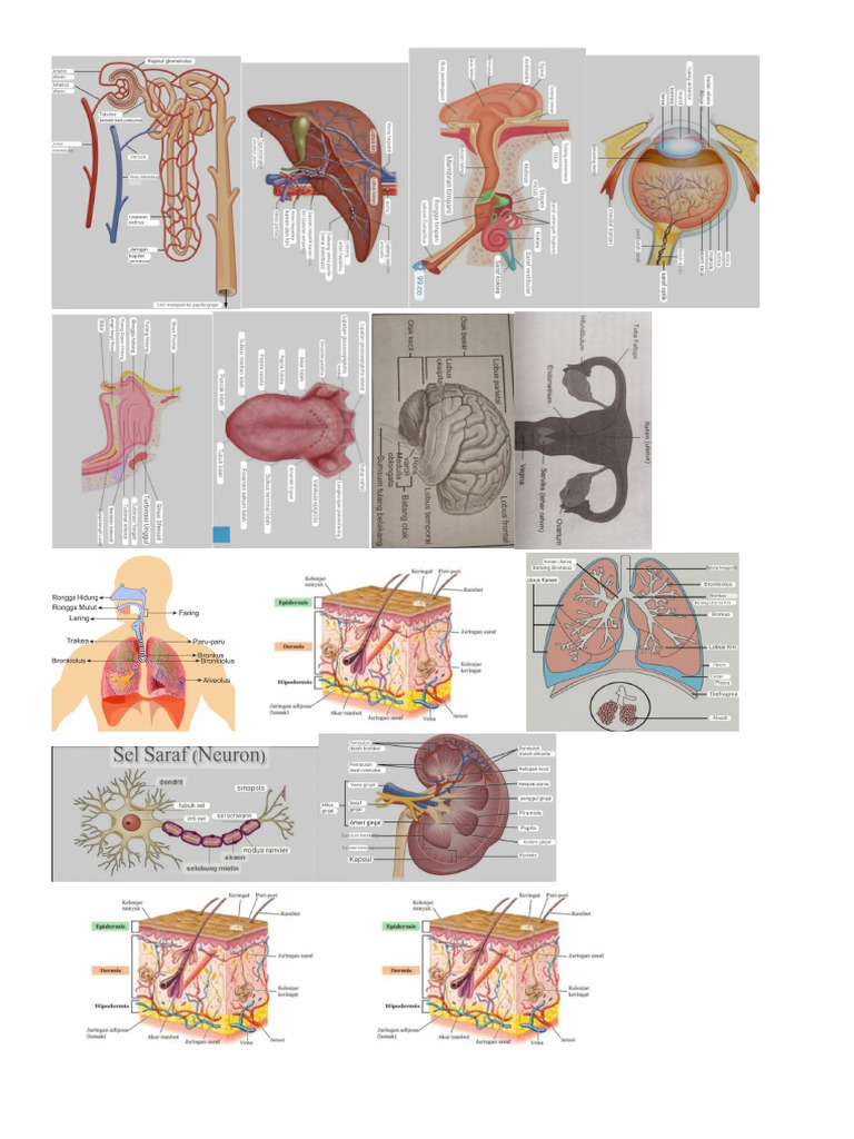 Gambar Kisi Kisi Bio | PDF