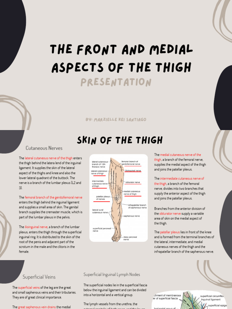 Patellar Plexus and Thigh Anatomy | PDF | Anatomy | Human Anatomy