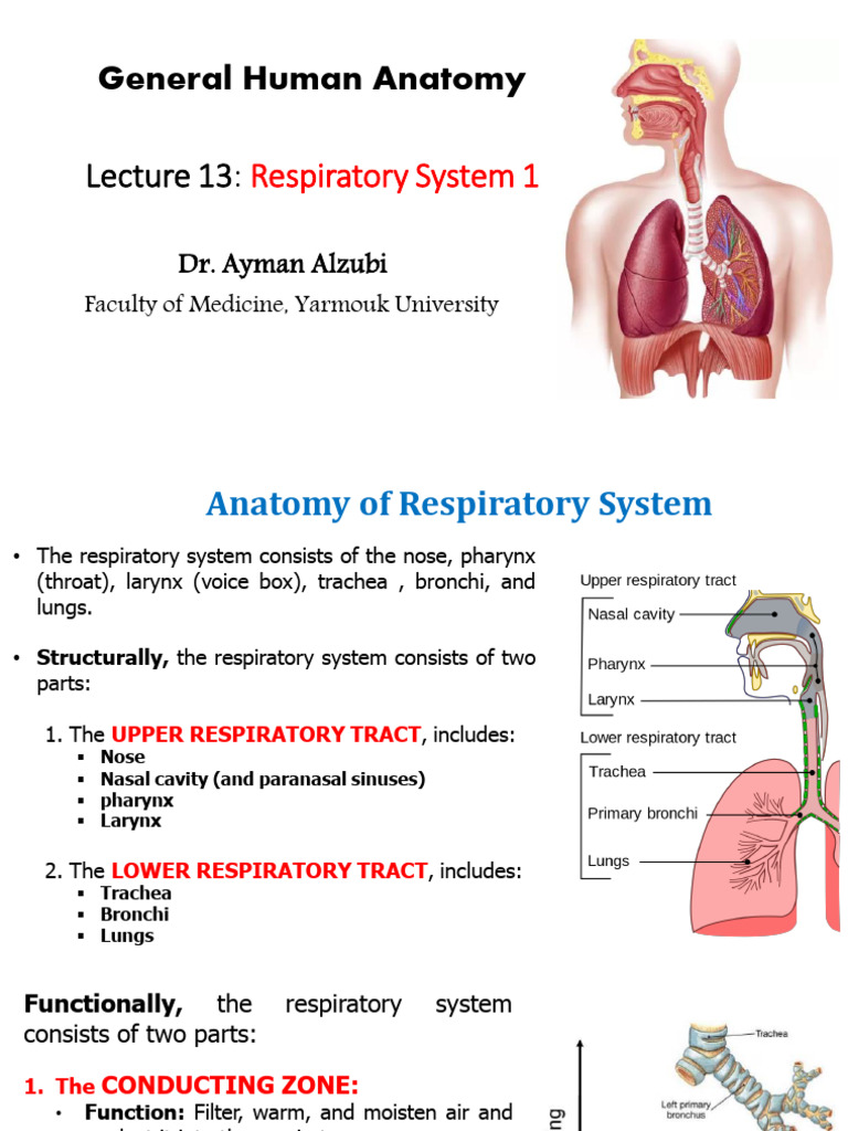 Respiratory System 1 | PDF | Human Nose | Respiratory Tract