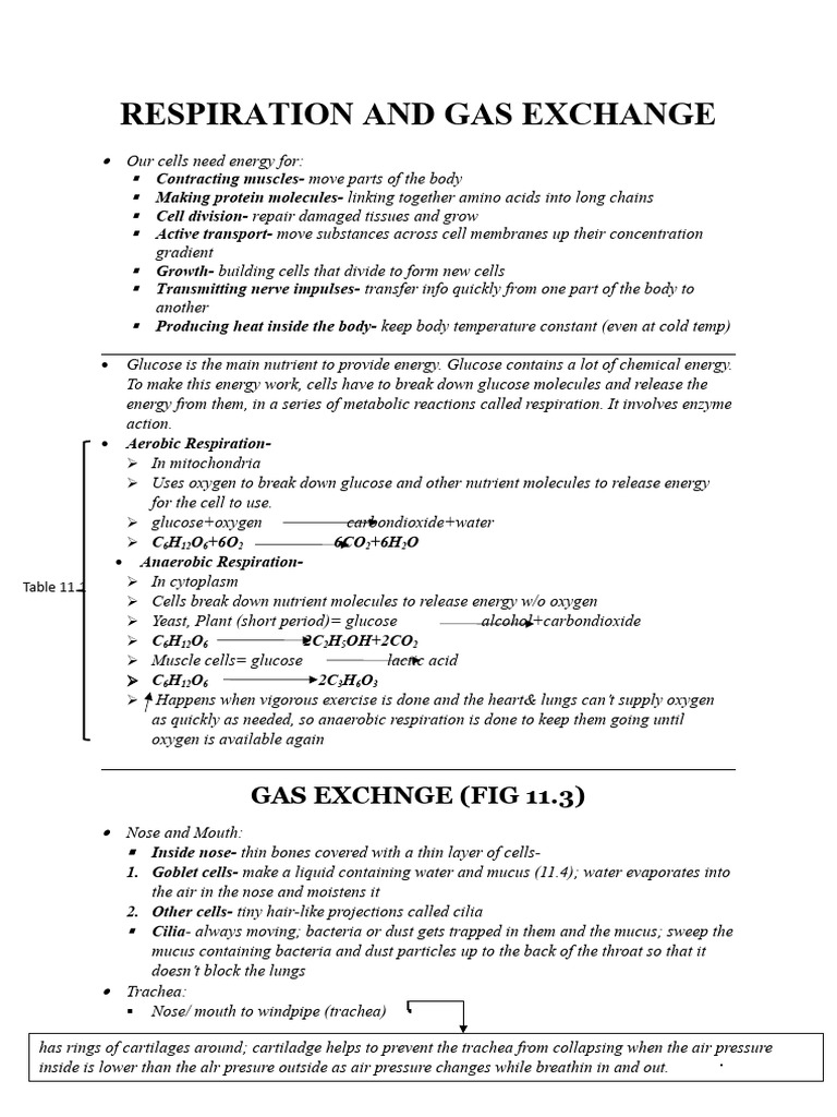 Respiration and Gas Exchange Explained | PDF | Lung | Breathing