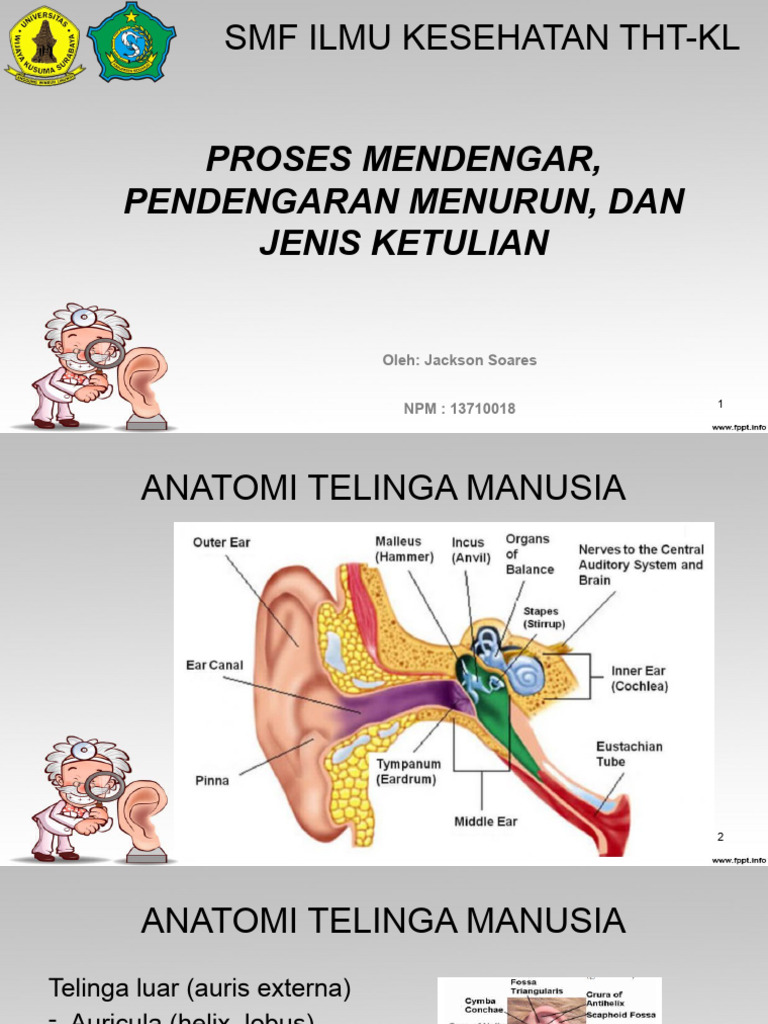 Jakson Soares (13710018) - Proses Mendengar, Penurunan Pendengaran Dan ...