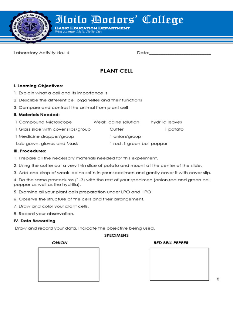 Lab 4 Plant Cell | PDF