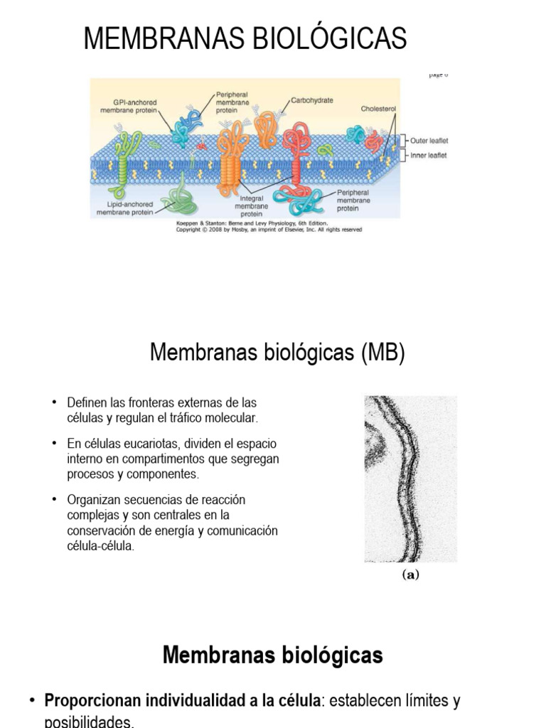 3 - Transporte A Través de Membranas Biológicas-1 | PDF | Membrana ...