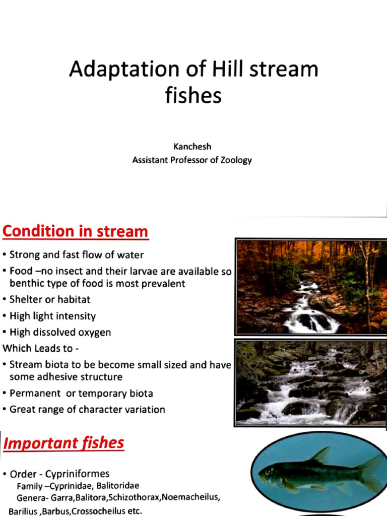 Adaptation of Hill Stream Fishes | PDF | Anatomical Terms Of Location ...