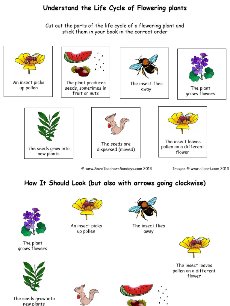 Lesson 5 - Life Cycle of Flowering Plants | PDF