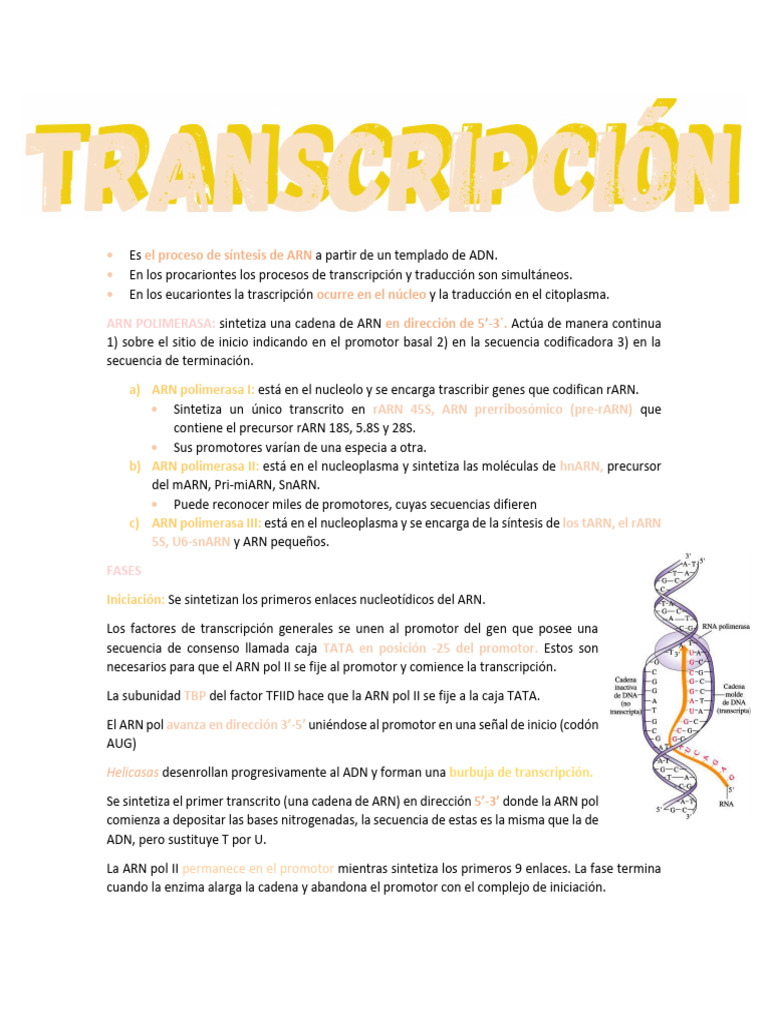 TRANSCRIPCIÓN | PDF | Rna Splicing | Rna