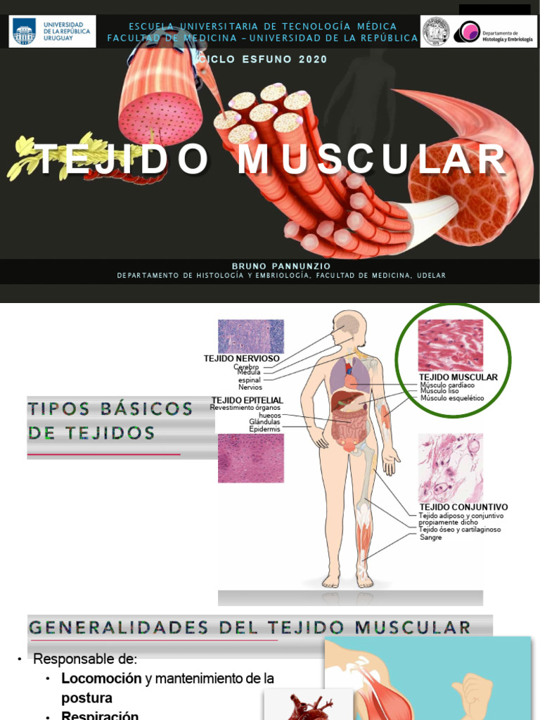 BCT2024 - T28 - Tejido Muscular | PDF | Músculo | Anatomía