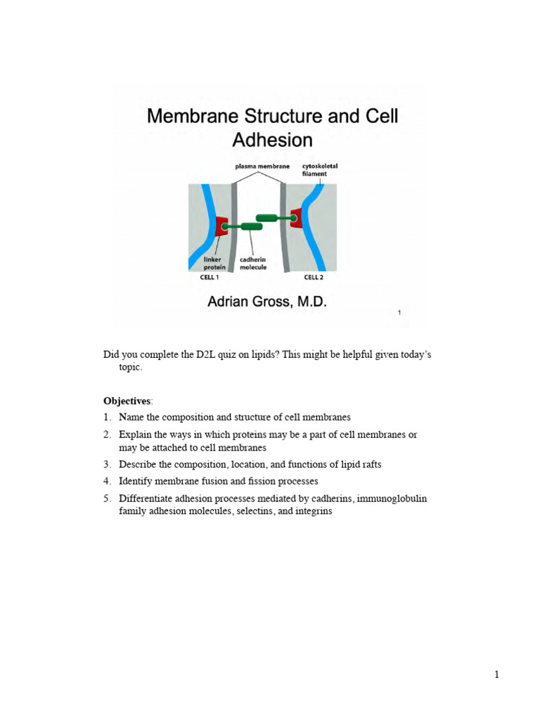 Lecture 02-Molecular and Cellular Biology-Membranes | PDF | Cell Membrane | Cell Adhesion