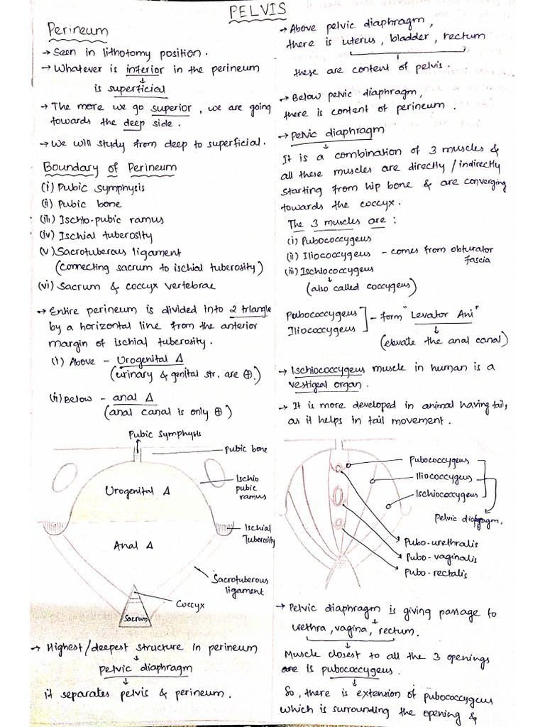 Pelvis Anatomy Notes | PDF