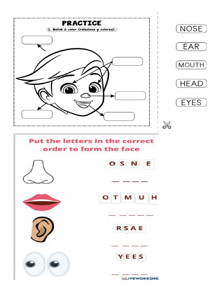 Parts of The Face | PDF