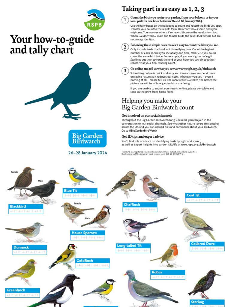 Big Garden Bird Watch How To English | PDF | Birdwatching | Birds