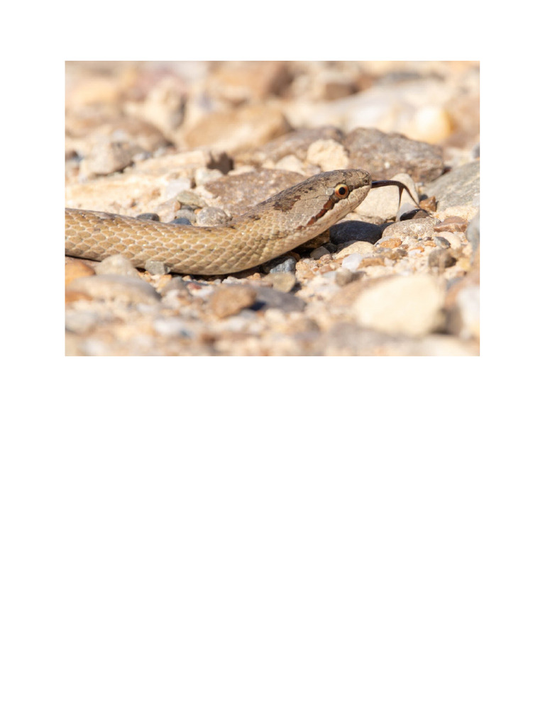Cap Sarpe | PDF