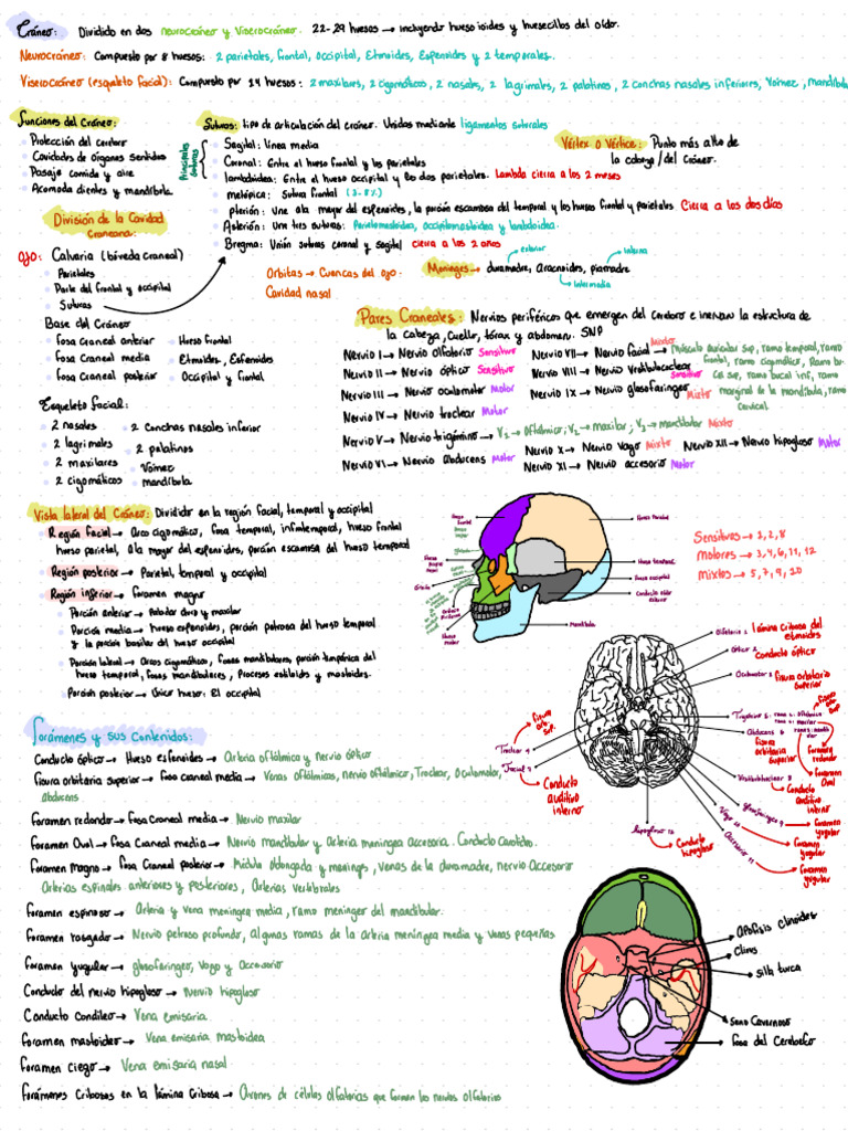 Anatomía 1 Pdf Cráneo Sistema Musculoesquelético