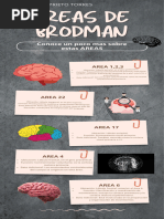 Áreas de Brodmann | PDF | Cerebro | Percepción