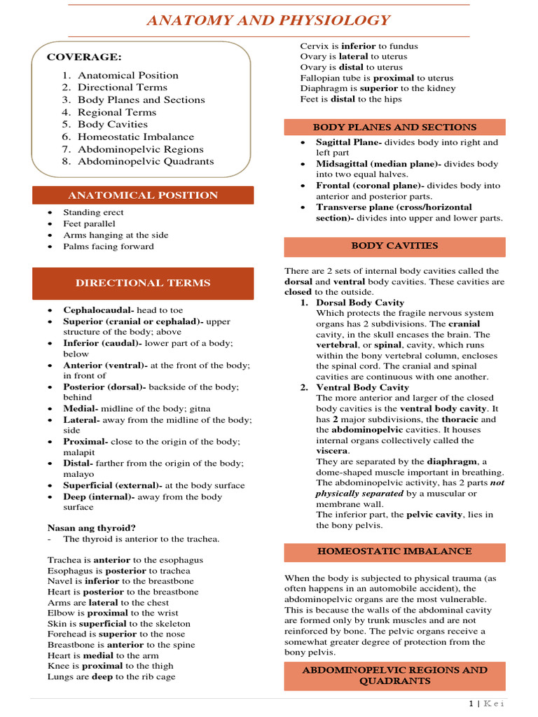 Anaphy Reviewer | PDF | Anatomical Terms Of Location | Pelvis